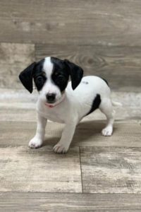 Chiweenie Colors Guide (Black, Dapple, Brindle, Black & Tan etc ...