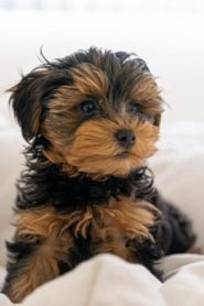 Yorkie Poo Colors Guide (Black, White, Brown, Merle, Red etc ...