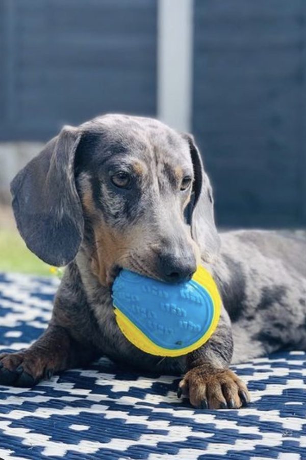 Merle Dachshund Guide (Blue Merle, Tri Merle & Red Merle) | PupTraveller