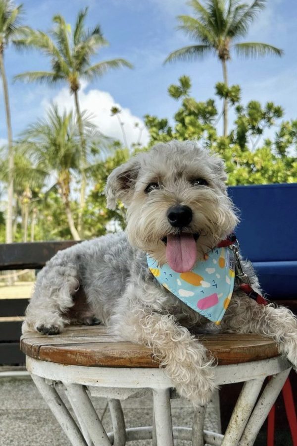 Morkie Size Guide (Micro, Teacup & Standard) | PupTraveller