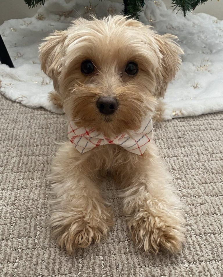 Morkie Lifespan Guide - How Long Do Morkies Live? | PupTraveller
