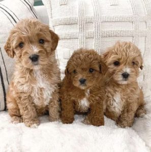 Toy Cavapoo Guide: Size, Price, Lifespan, Temperament etc. | PupTraveller