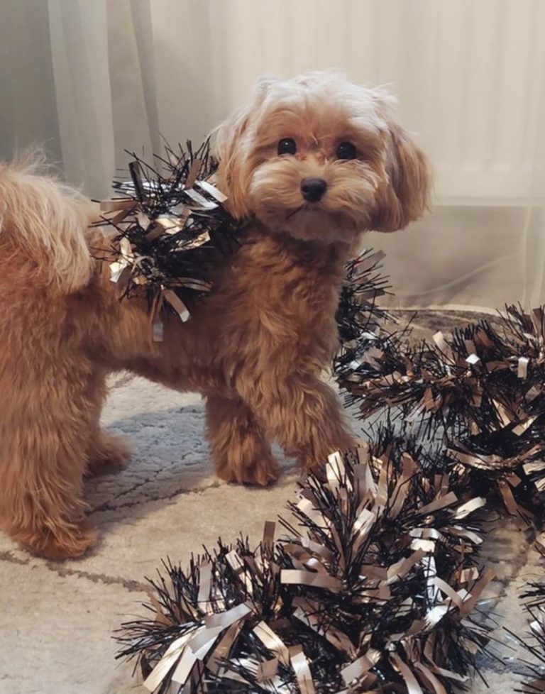Mini Maltipoo Guide: Size, Price, Lifespan, Temperament etc. | PupTraveller