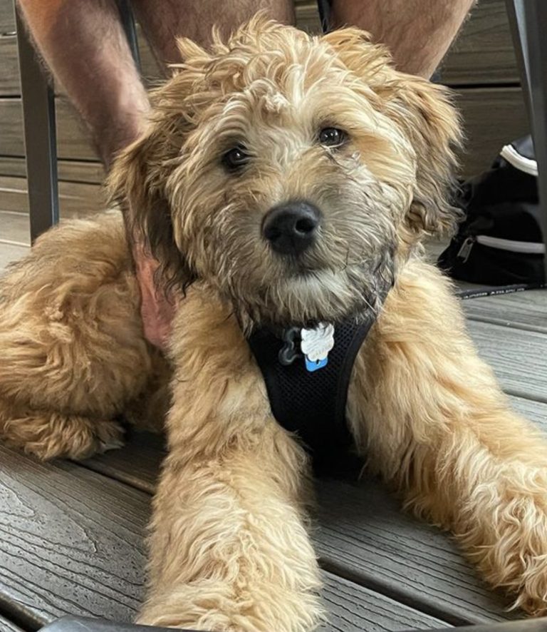 Mini Whoodle Guide: Size, Temperament, Price, Lifespan etc. | PupTraveller