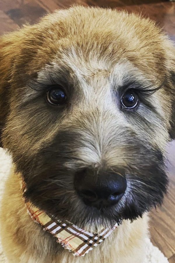 Mini Whoodle Guide: Size, Temperament, Price, Lifespan etc. | PupTraveller