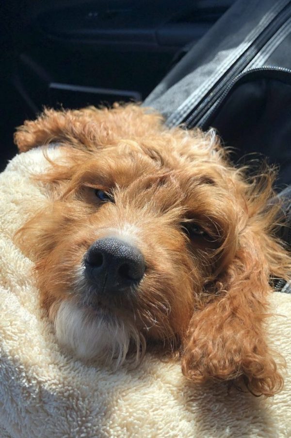Mini Irish Doodle Guide: Size, Price, Temperament & More | PupTraveller