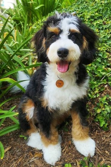 Bernedoodle Size Guide (Tiny, Mini, Medium & Standard) | PupTraveller