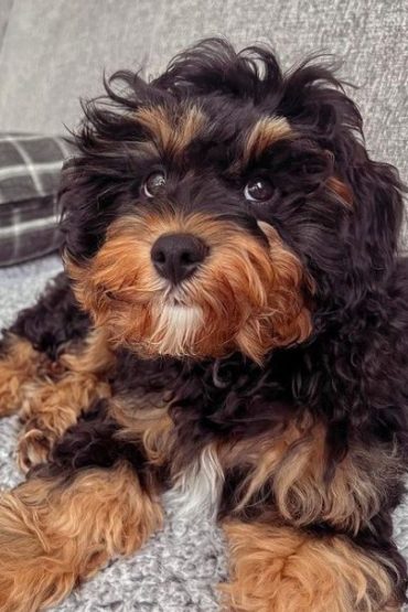 Mini Cavapoo Guide: Size, Temperament, Pictures & More | PupTraveller