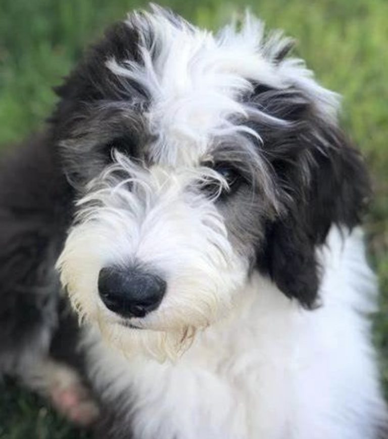 Mini Sheepadoodle Guide: Size, Lifespan, Temperament, Price etc ...