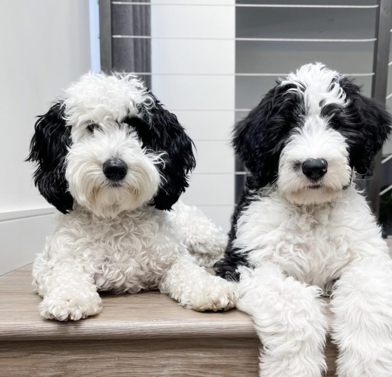 F1b Bernedoodle Guide: Size, Price, Shedding etc. | PupTraveller