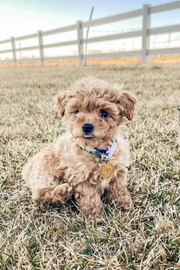 Teacup Goldendoodle Guide: The Truth About This Tiny Breed