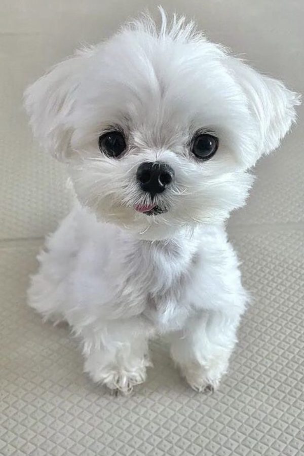 Maltese Size Guide (Teacup, Toy, Mini & Standard)