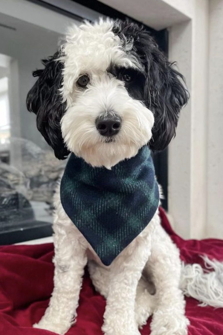 Mini Bernedoodle Generations (F1, F1b, F1bb, F2, F2b etc.)