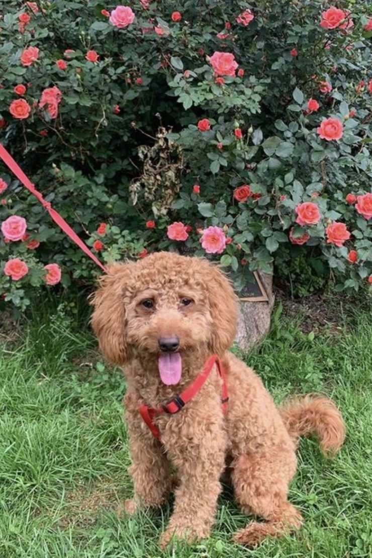 Mini Goldendoodle Generations (F1, F1b, F1bb, F2, F2b, F2bb, F3 etc ...