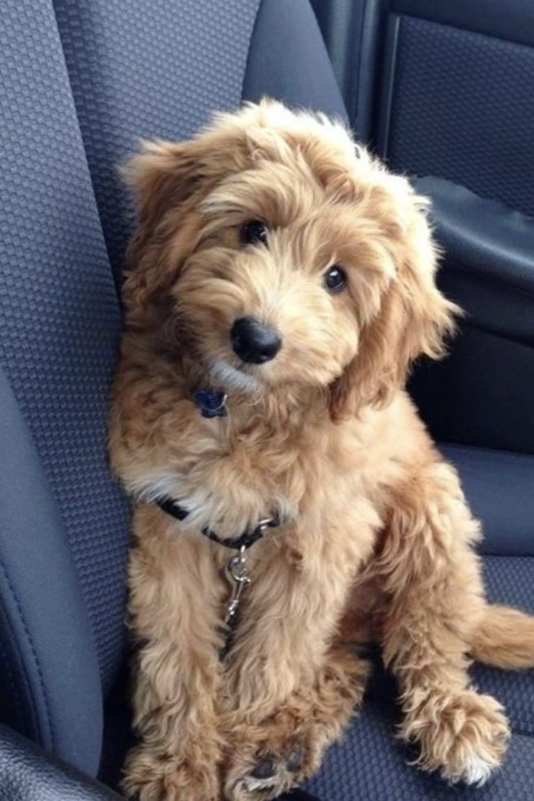Mini Goldendoodle Generations (F1, F1b, F1bb, F2, F2b, F2bb, F3 etc ...