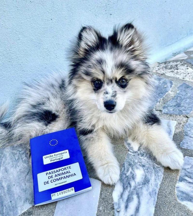 Teacup Pomsky Guide - The Truth About This Tiny Breed.