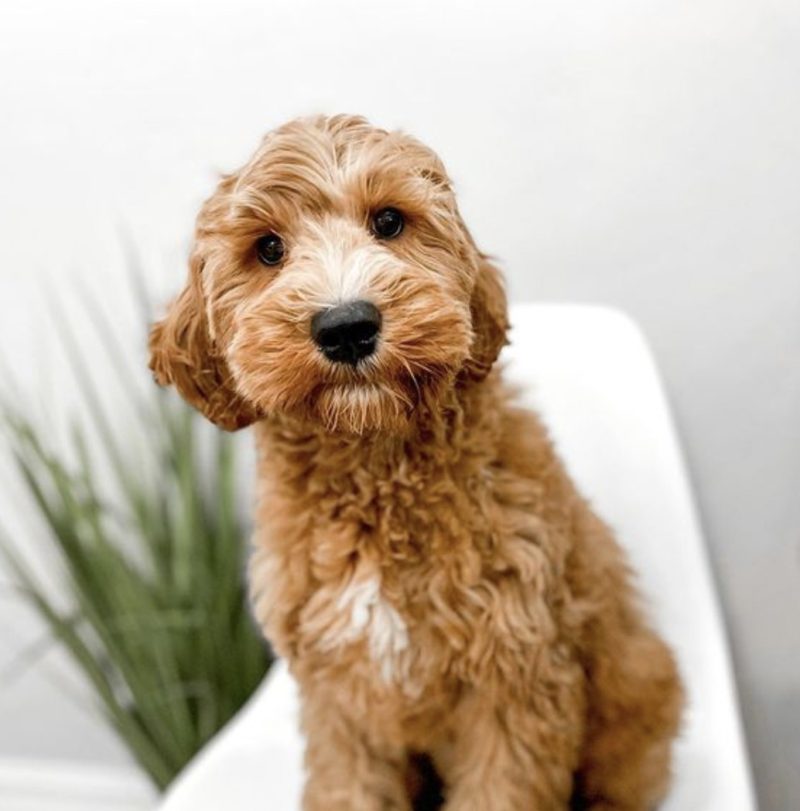 Mini Goldendoodle Full Grown: Adult Size & Age Fully Grown