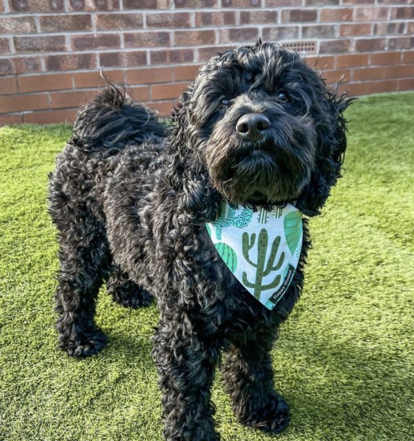 Black Cockapoo Guide - Everything You Need To Know