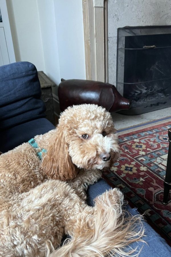 F1bb Goldendoodle Guide: Size, Price, Meaning & More!