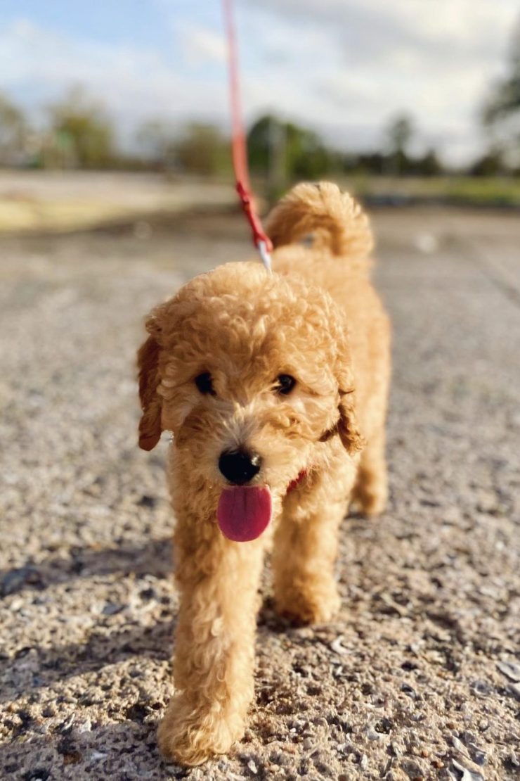 F1bb Goldendoodle Guide: Size, Price, Meaning & More!