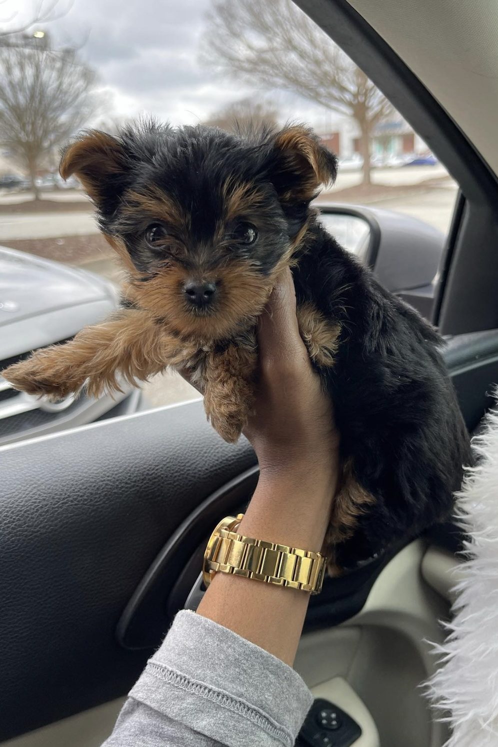 Yorkie Teacup Full Grown Yorkie Teacup Full Grown