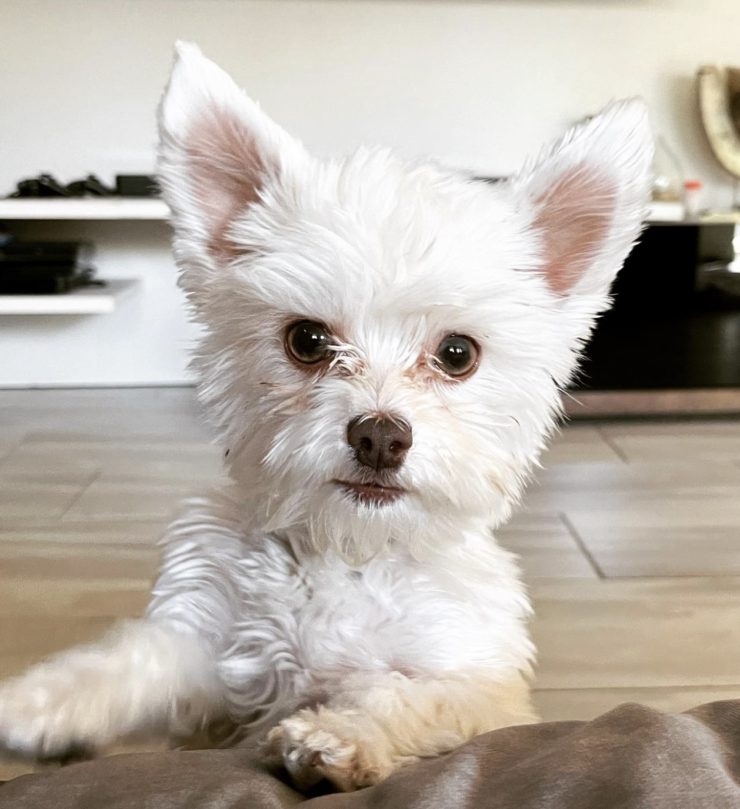 White Yorkie Guide: Is This Coat Color Actually Possible?
