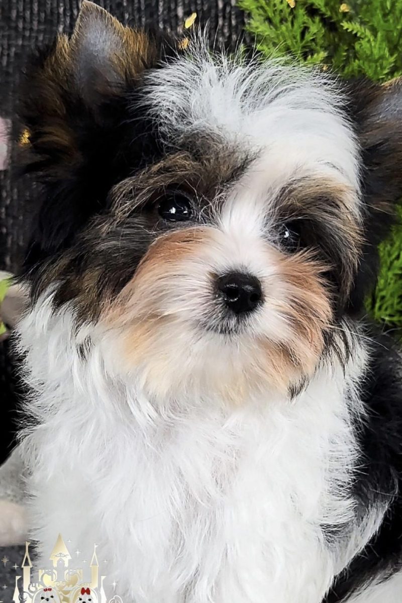 White Yorkie Guide: Is This Coat Color Actually Possible?