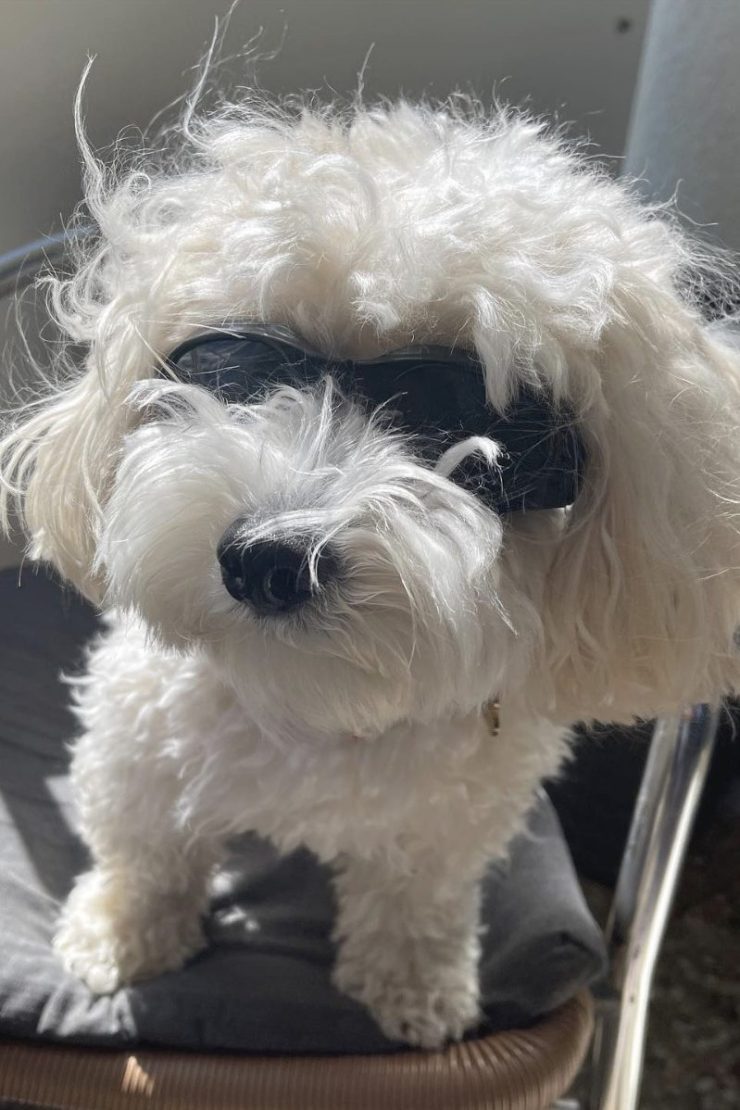 White Maltipoo Guide: Price, Size, Names, Pictures & More!