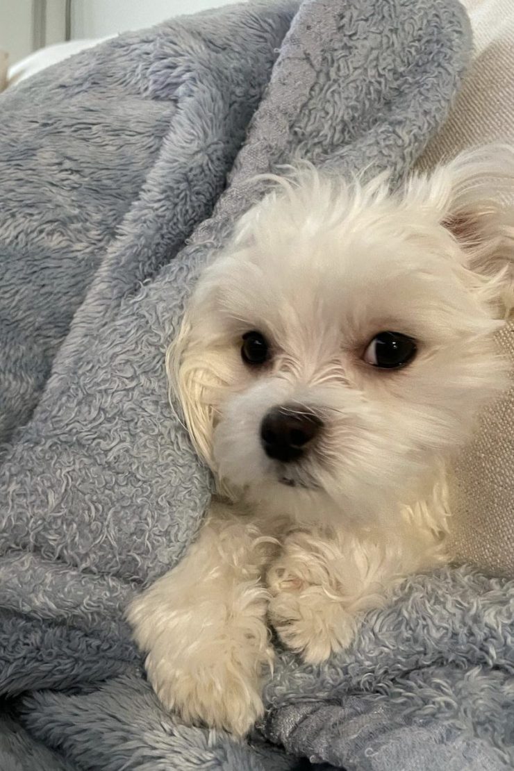 White Maltipoo Guide: Price, Size, Names, Pictures & More!