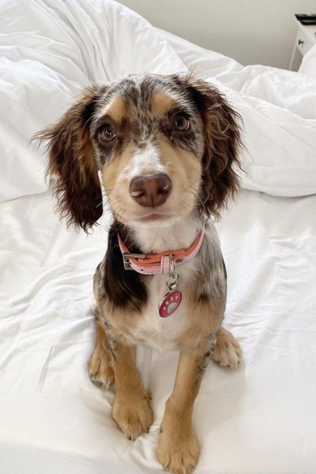 Merle Cocker Spaniel Guide: Blue Merle, Chocolate Merle & More!