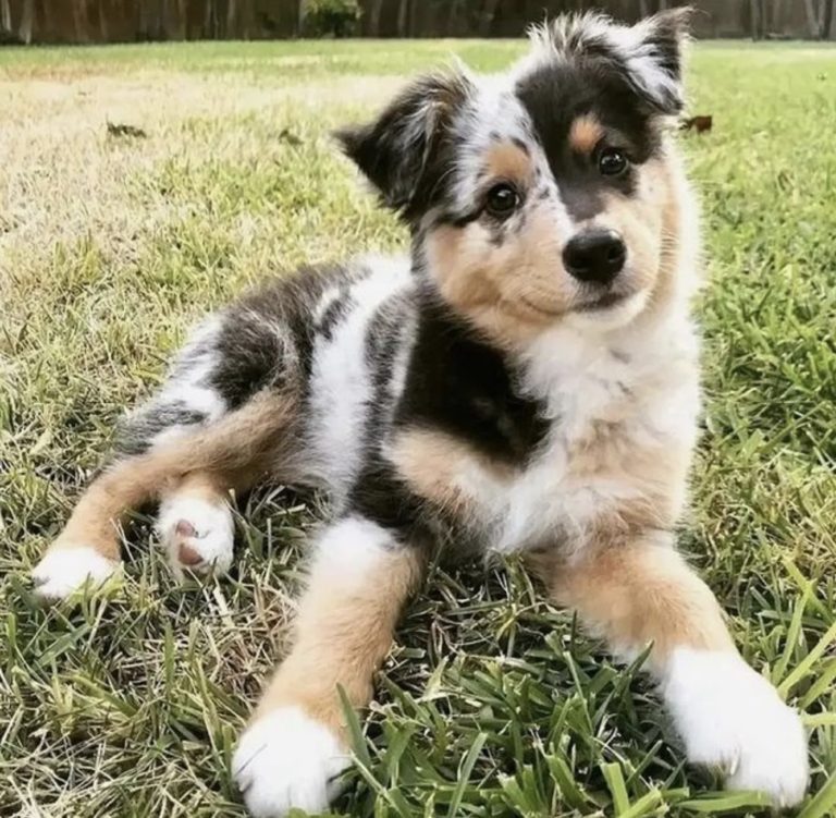 When Is A Mini Aussie Full Grown? (Size & Age Fully Grown) | PupTraveller