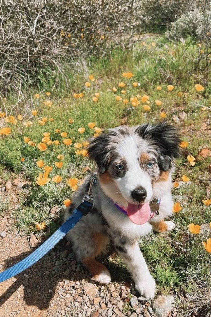 When Is A Mini Aussie Full Grown? (Size & Age Fully Grown) | PupTraveller