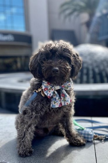 Schnauzer Poodle Mix (Ultimate Schnoodle Breed Guide)