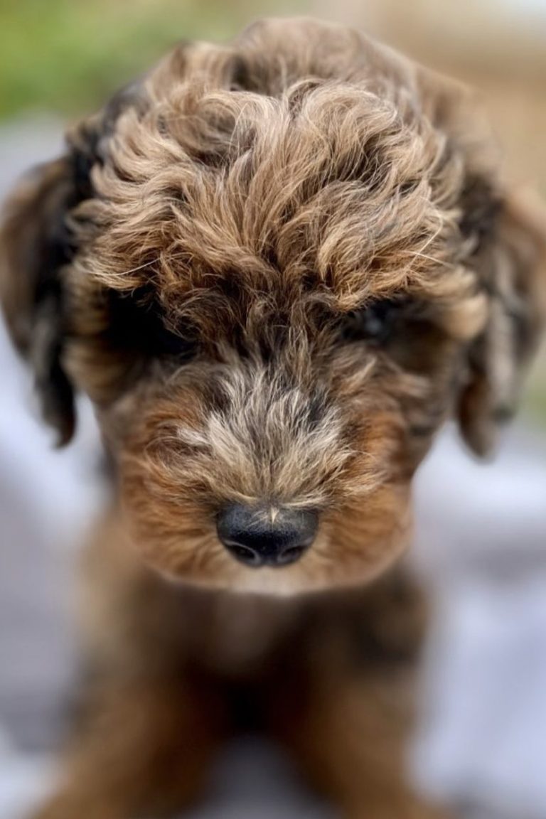 Merle Poodle Guide: Blue, Chocolate, Red & Phantom Merle!