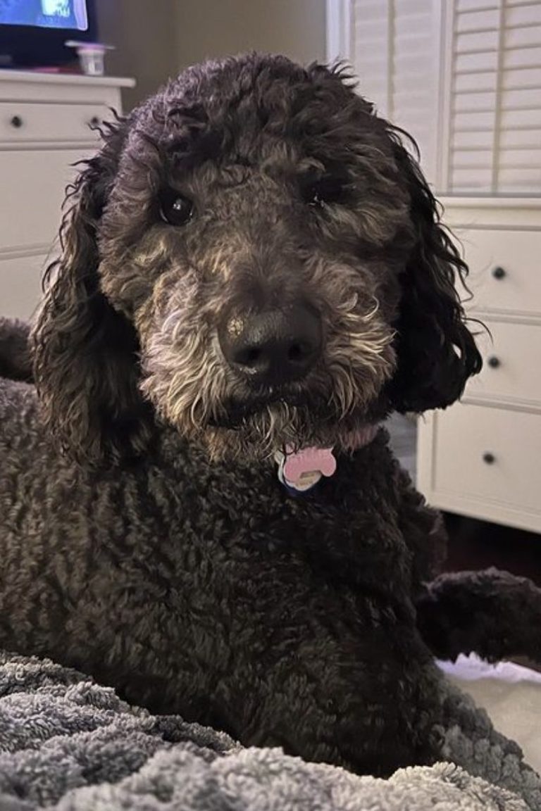 F1b Sheepadoodle vs F1b Reverse Sheepadoodle (Breed Guide)