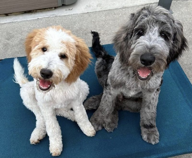 Goldendoodle Colors Guide (Black, Red, Apricot, Merle, Parti etc ...