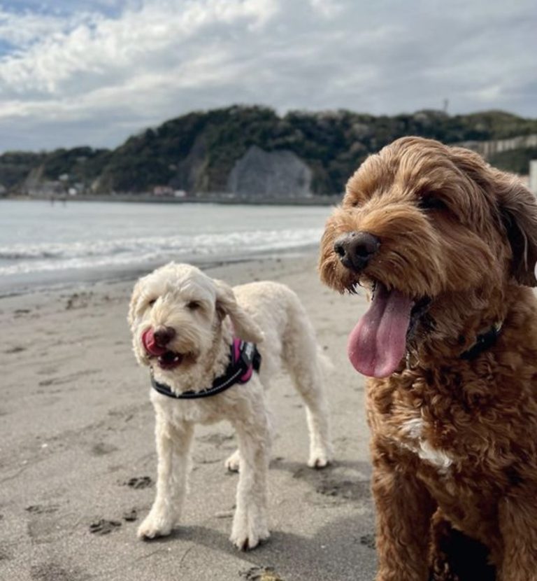 Mini Labradoodle Full Grown (Size & Age Fully Grown)