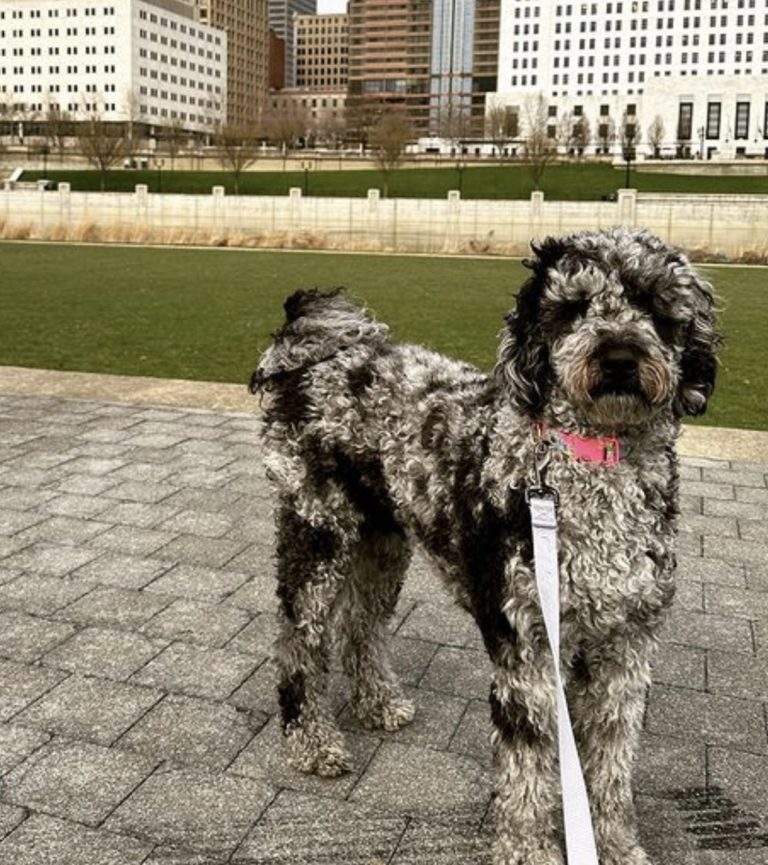 Merle Bernedoodle Guide (Blue Merle, Phantom Merle & Tri Merle)