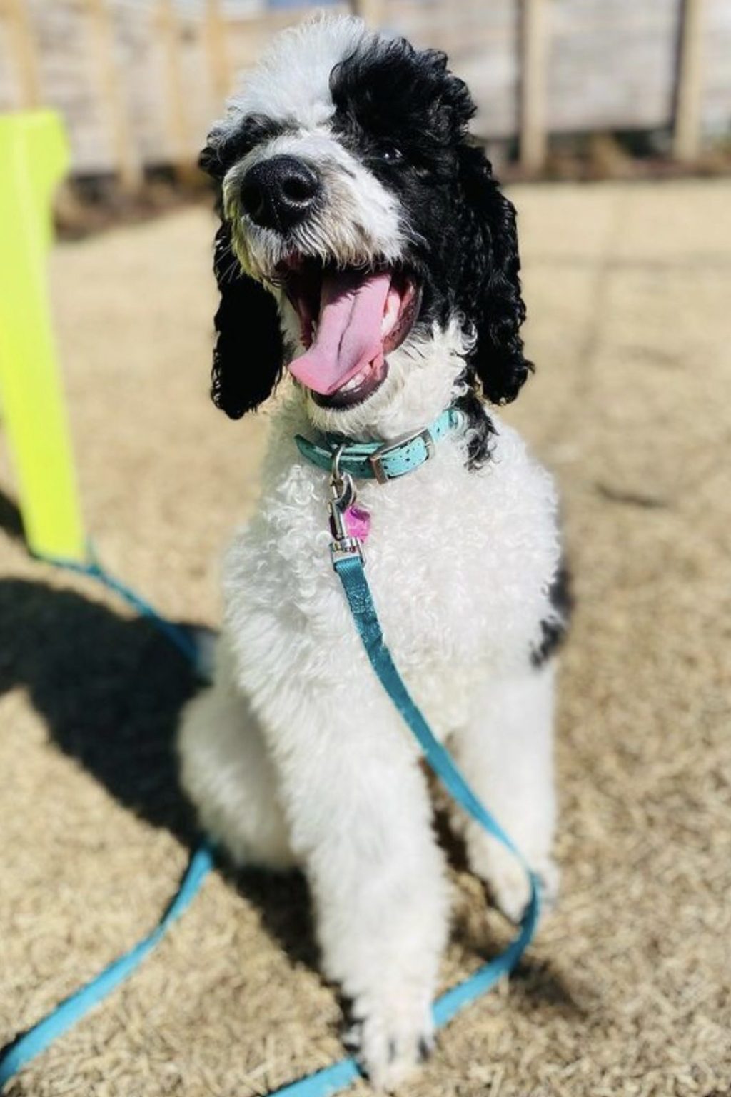Parti Poodle Guide: Everything You Need To Know!