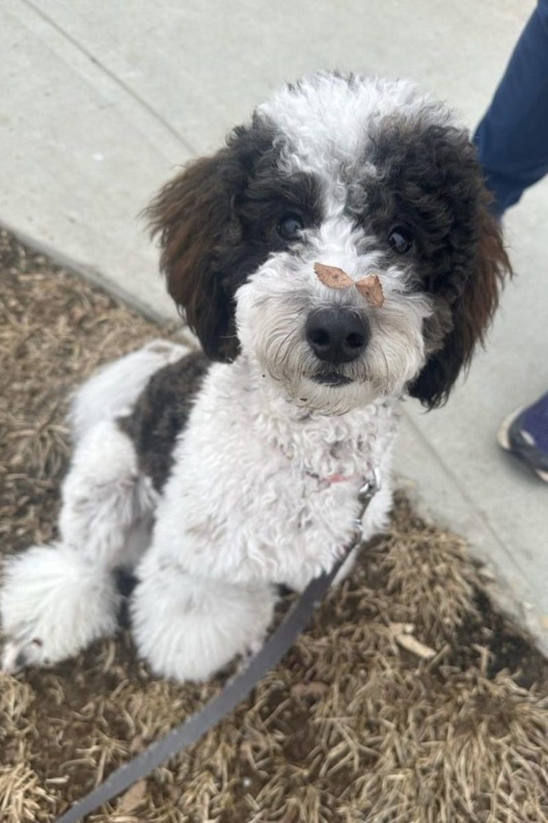 Parti Poodle Guide: Everything You Need To Know!