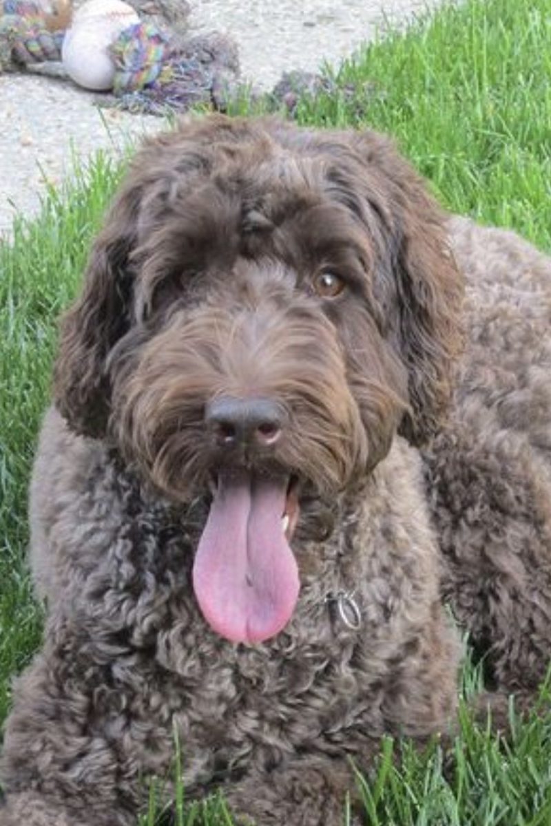 Chocolate Labradoodle Guide: Everything You Need To Know! | PupTraveller