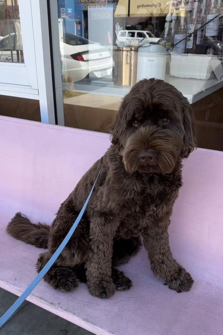 Chocolate Labradoodle Guide: Everything You Need To Know! | PupTraveller