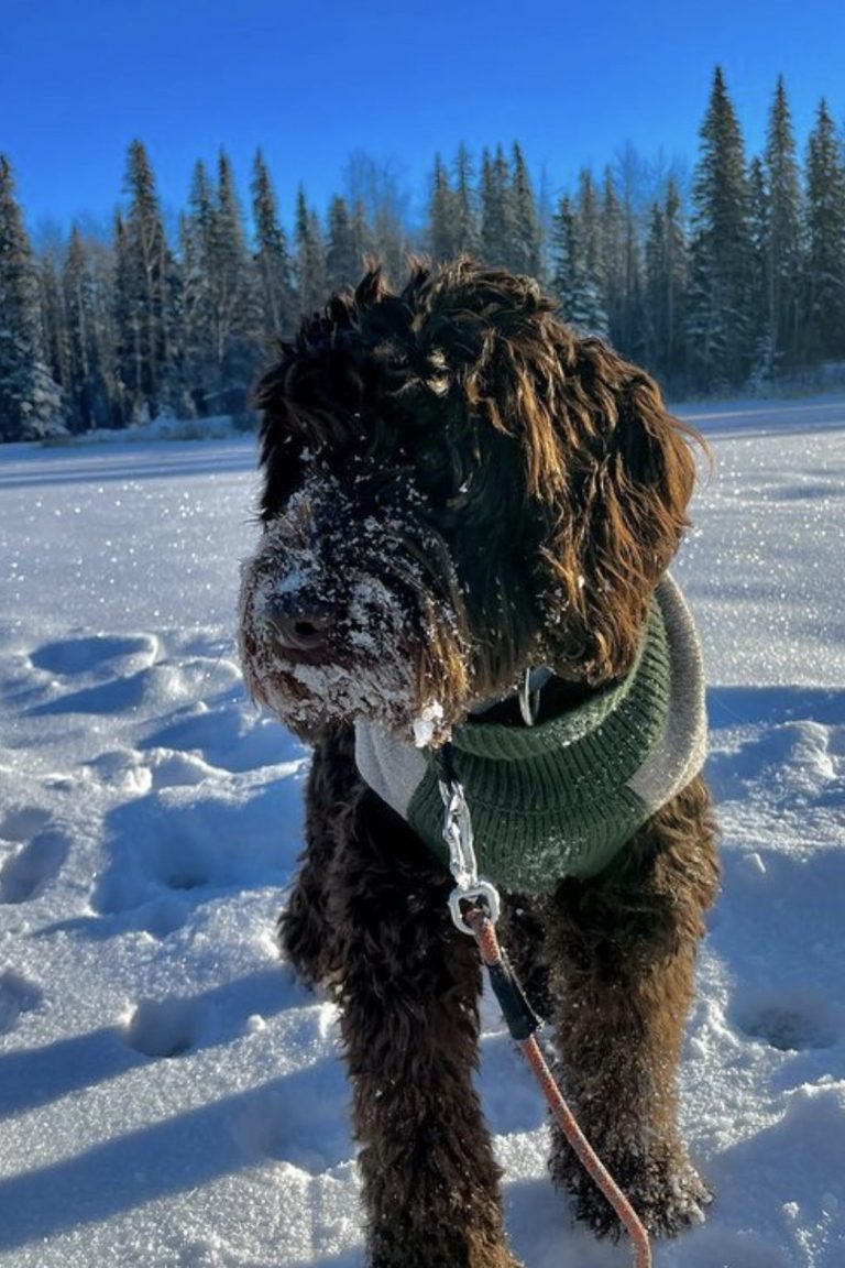 Chocolate Labradoodle Guide: Everything You Need To Know! | PupTraveller