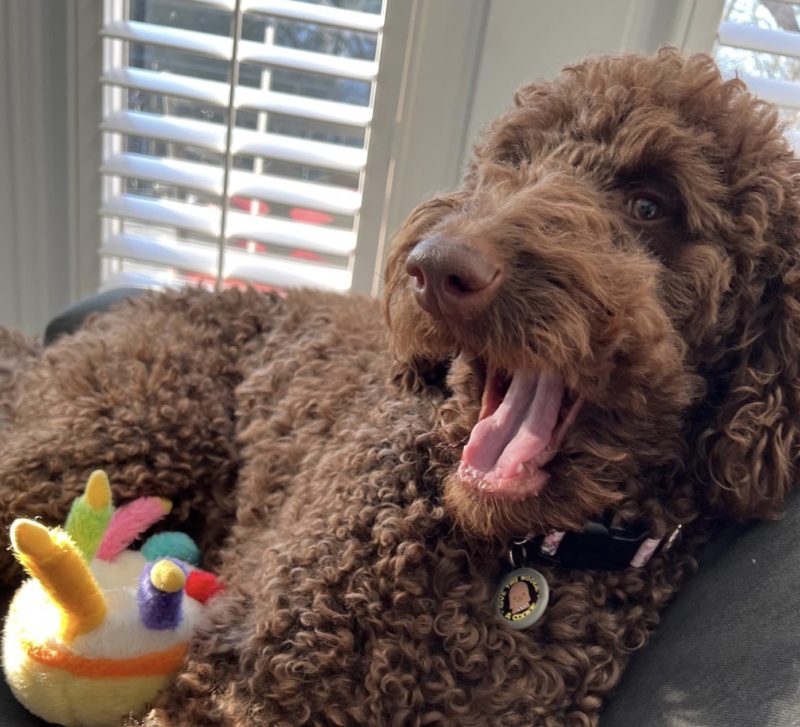 Chocolate Goldendoodle Guide: Breeders, Price, Names & More!