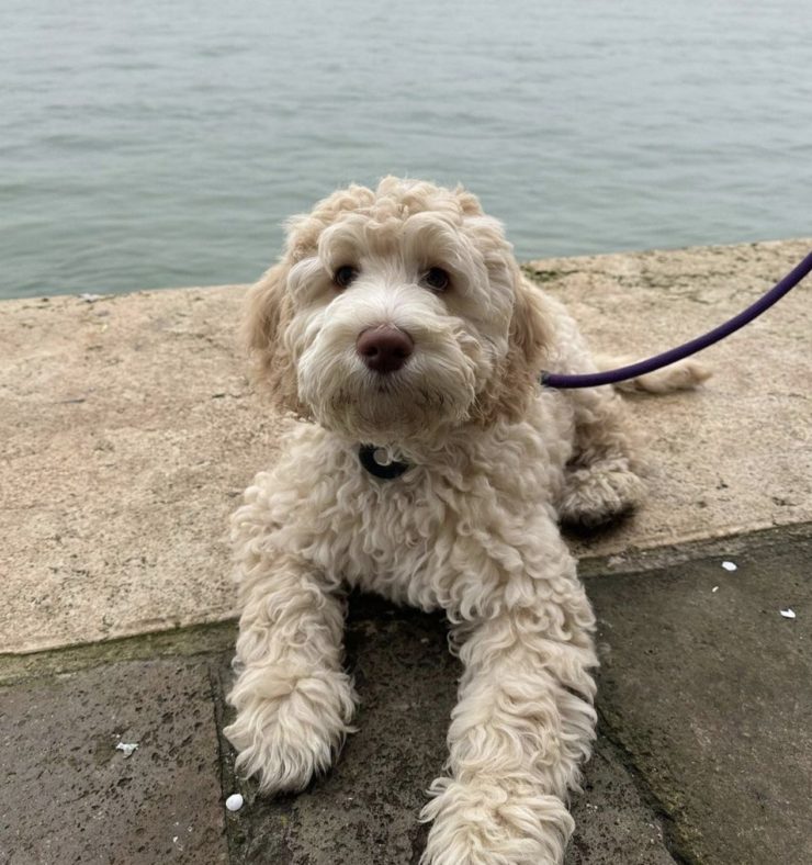 White Labradoodle Guide - Everything You Need To Know!