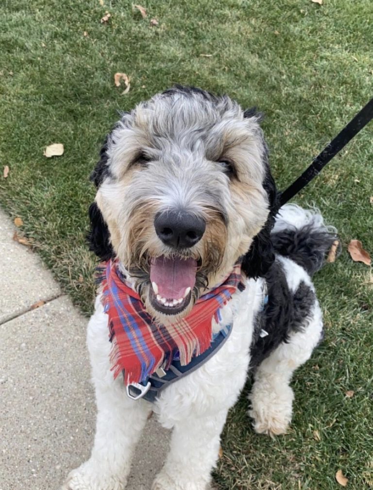 F1b Mini Bernedoodle Guide: Size, Breeders, Lifespan & More!