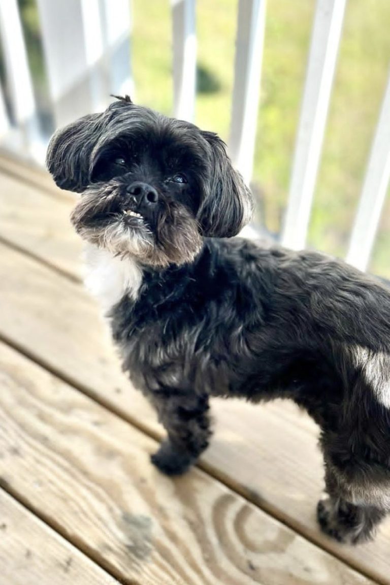 When Is A Shorkie Full Grown? (Size & Age Fully Grown)