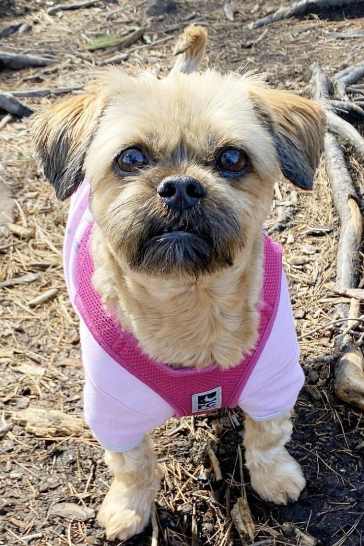When Is A Shorkie Full Grown? (Size & Age Fully Grown)