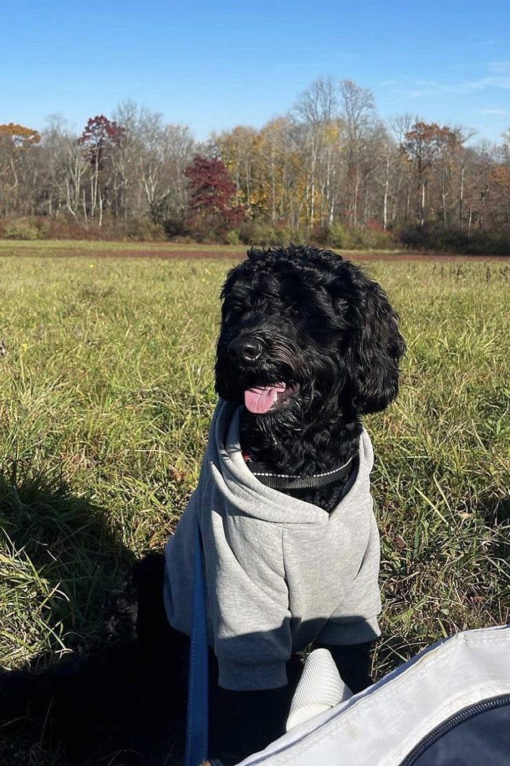 Black Mini Goldendoodle Guide: Size, Price, Pictures & More!