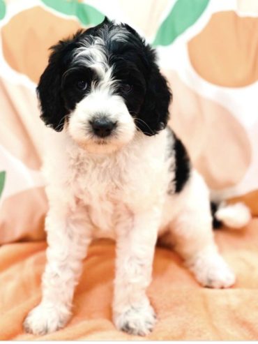 Black Mini Goldendoodle Guide: Size, Price, Pictures & More!